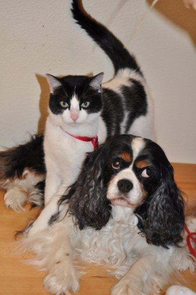 grieving an animal’s death and supporting soul choice – Bridging the ...